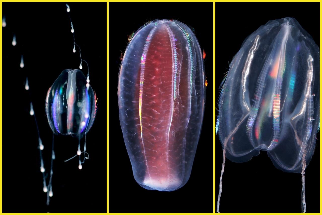 BRAINEE.sk - Toto je najstarší živý tvor na Zemi. Oceány brázdil už ...