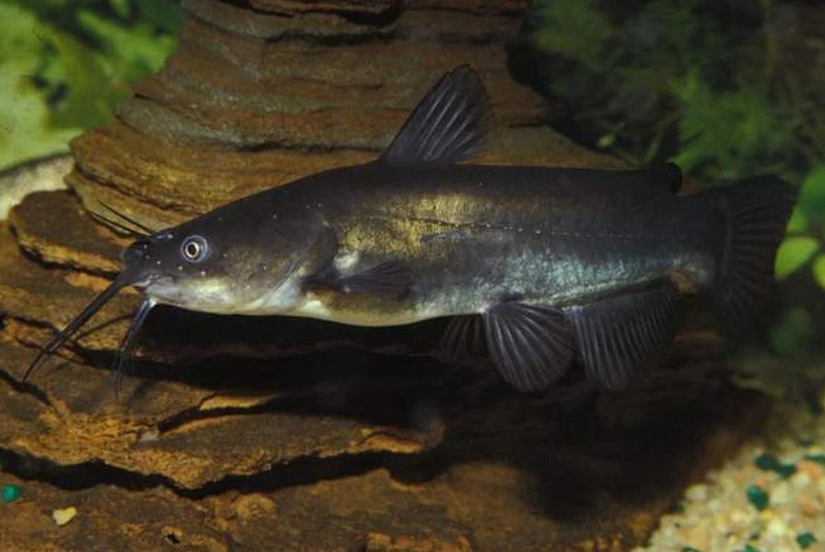 HNonline.sk - Všežravý sumček čierny ohrozuje prírodu, bude na zozname ...